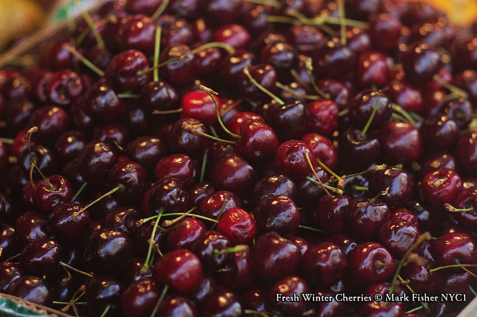 Mark Fisher American Photographer™: Fresh Winter Cherries • American ...