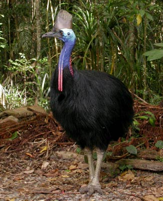 Animal World: What is a Cassowary?