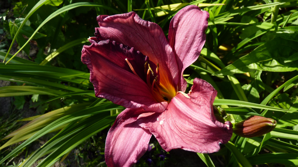Høneballehaven på Samsø: Dagliljer og buketter