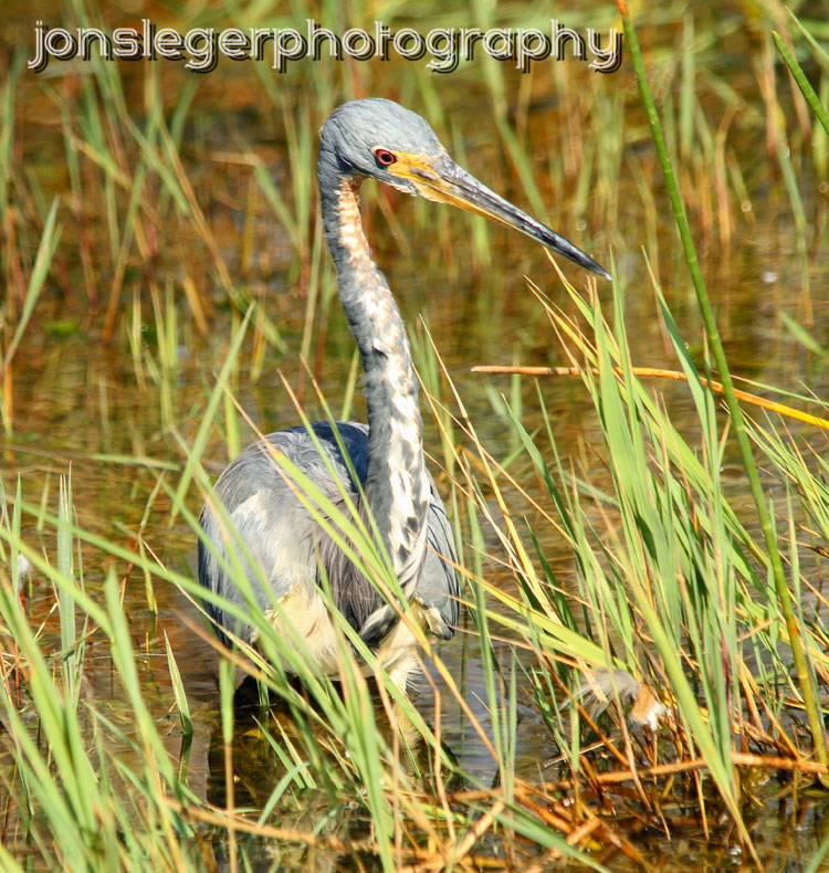 Northern Illinois Birder: Florida Wading Birds: Tri-colored Heron