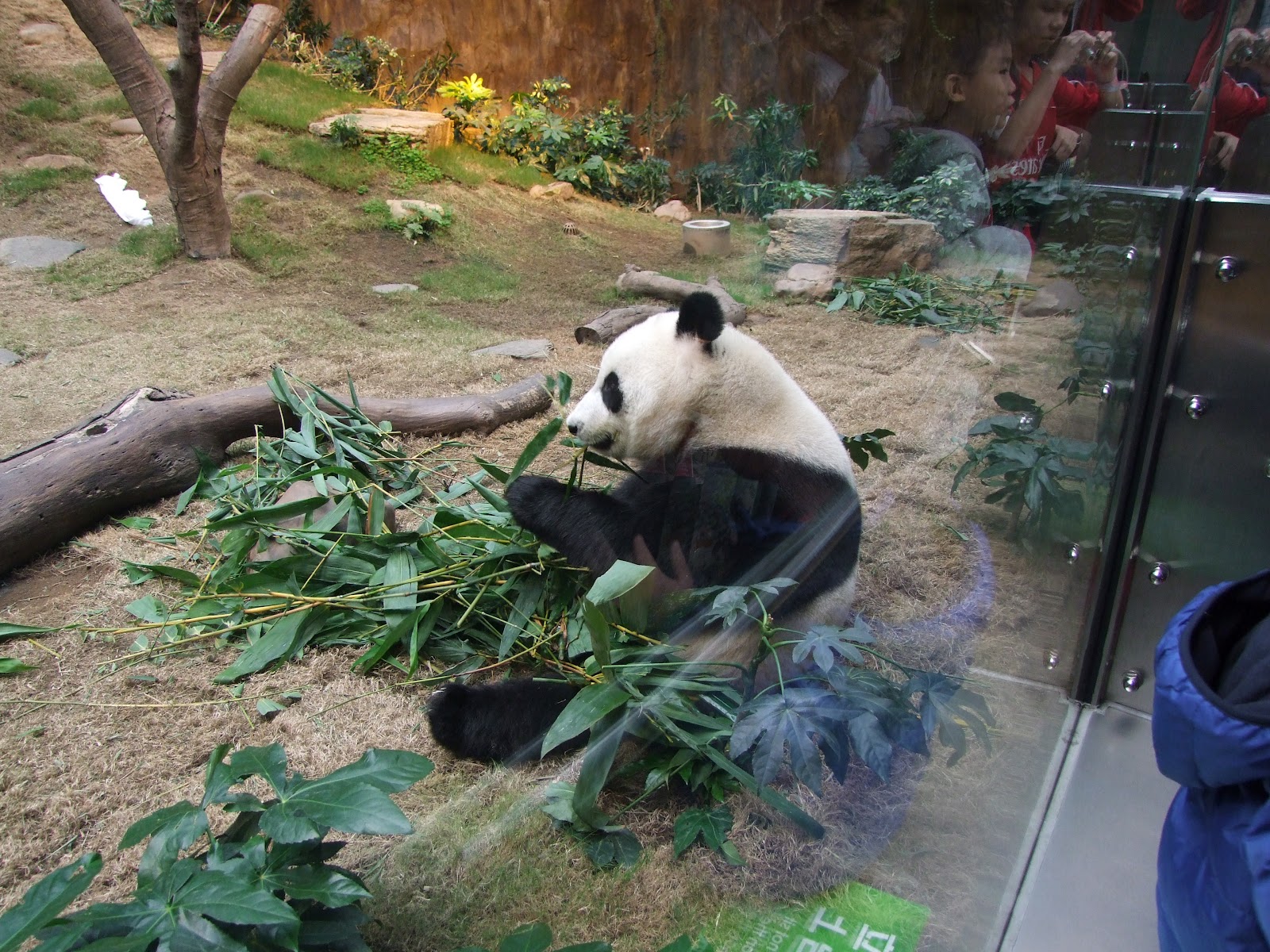 travelling teapot: Panda Poop Tea