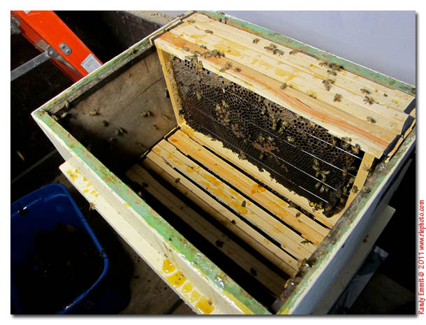 Randy & Meg's Garden Paradise: Beehive Extraction