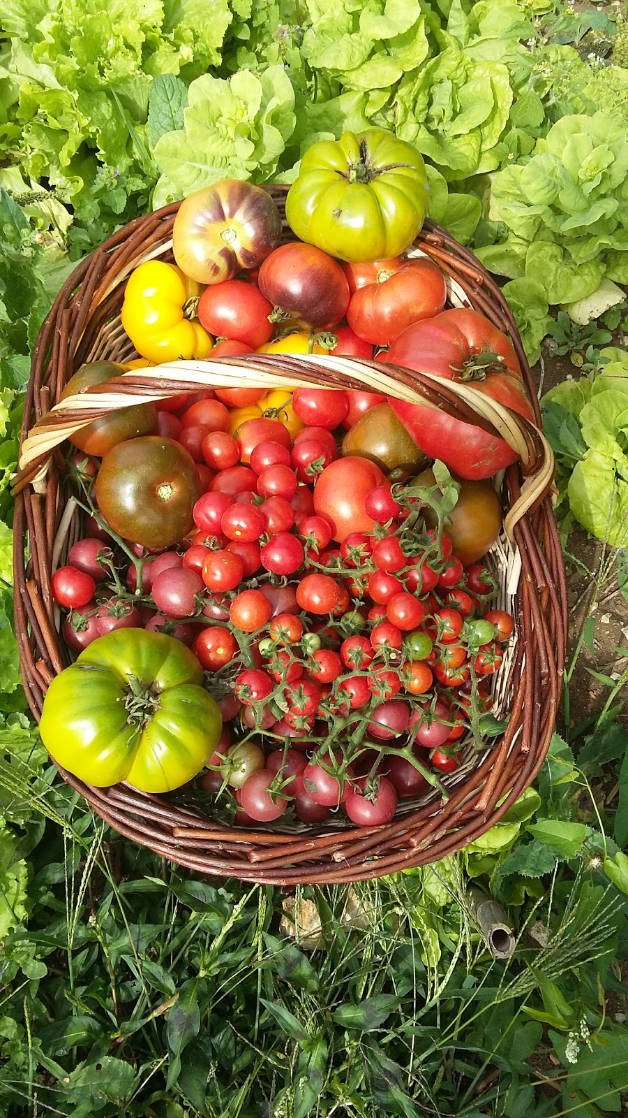 chezl'nigloo: Quelques tomates