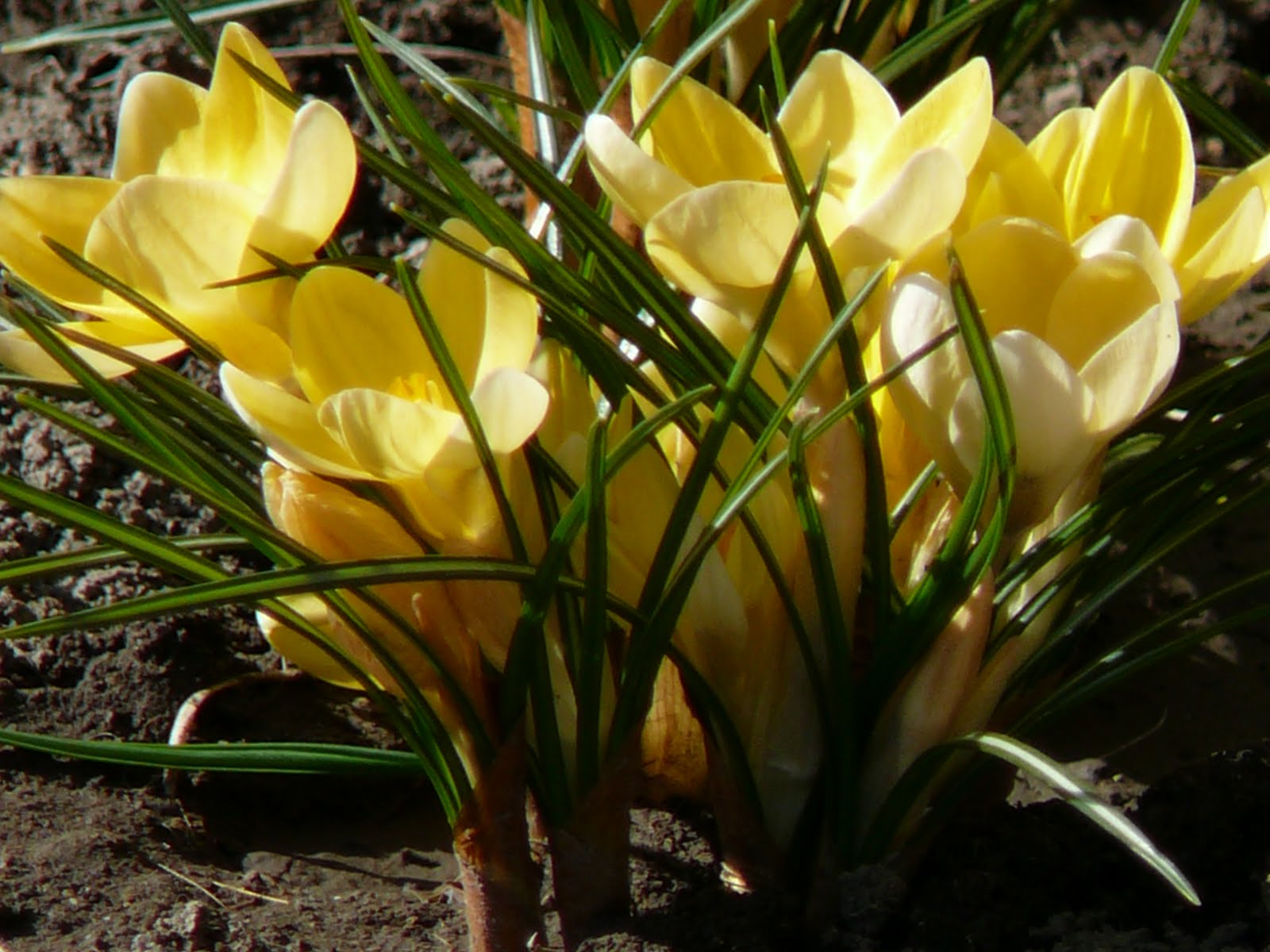 szegusz: Tavaszi virágok