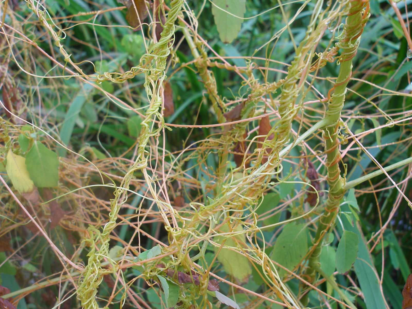 JSH's Visual Slushpile: Dodder