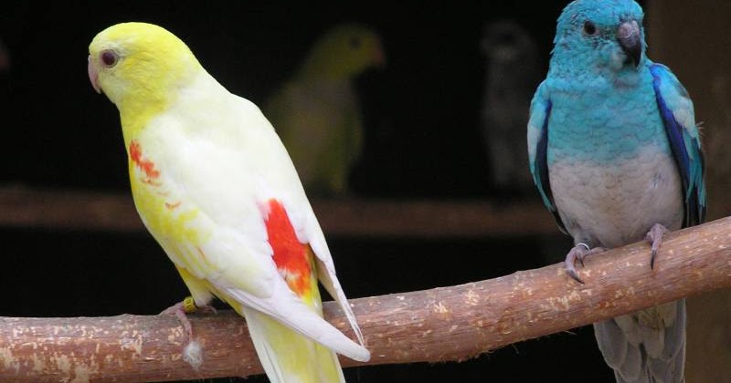 Russo Pássaros Exótios: Red Rumped