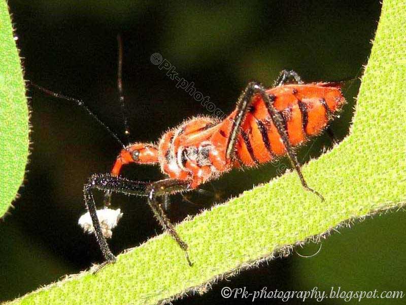 Assassin Bugs | Nature, Cultural, and Travel Photography Blog