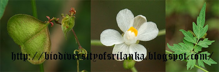 Biodiversity of Sri Lanka: පෙනෙල-වැල්[Penela-Wel]/Baloon vine ...