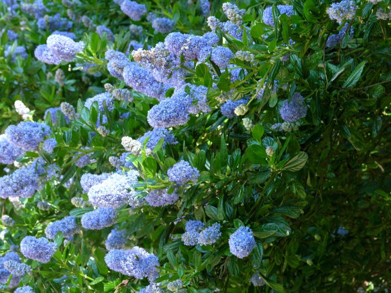 Future Plants by Randy Stewart: CEANOTHUS