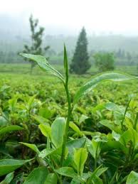 Calon Petani Sukses bakal jadi TRILLIONAIRE: Budidaya Tanaman Teh ...