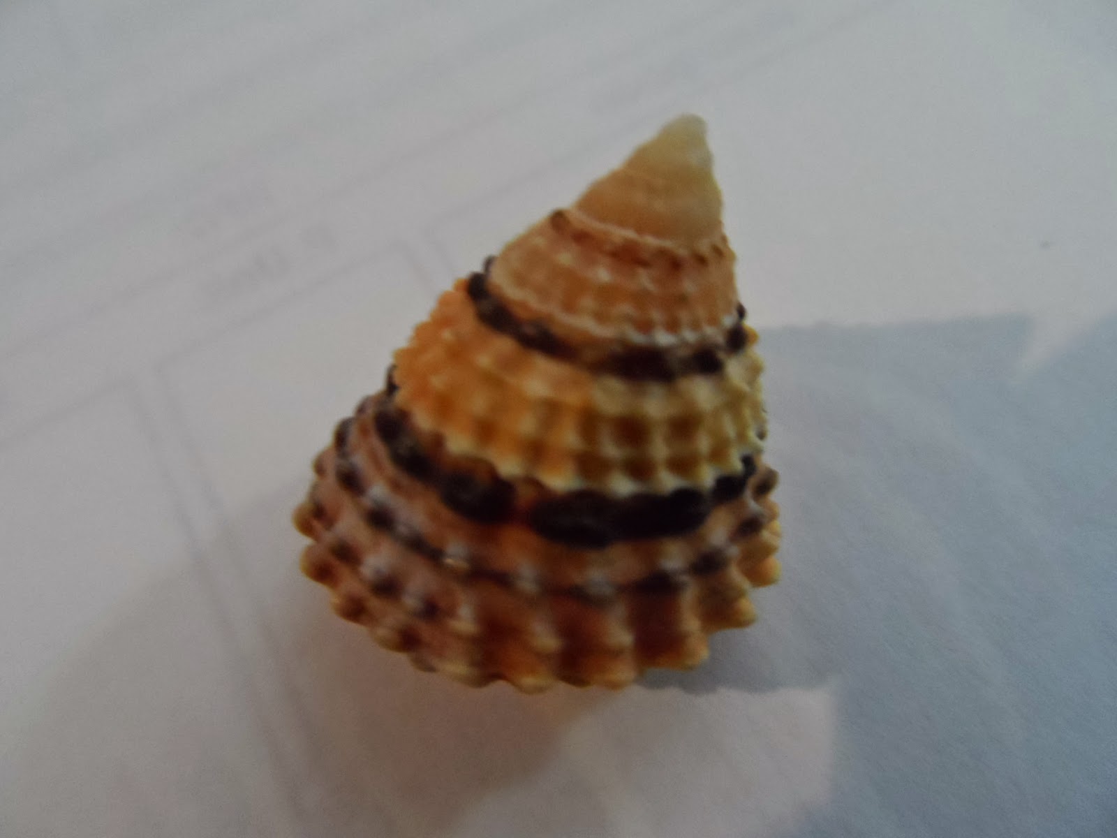 conchas y caracoles: Tectarius rugosus