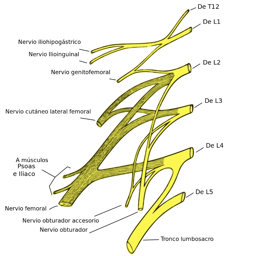 Nervios Raquídeos y Plexos