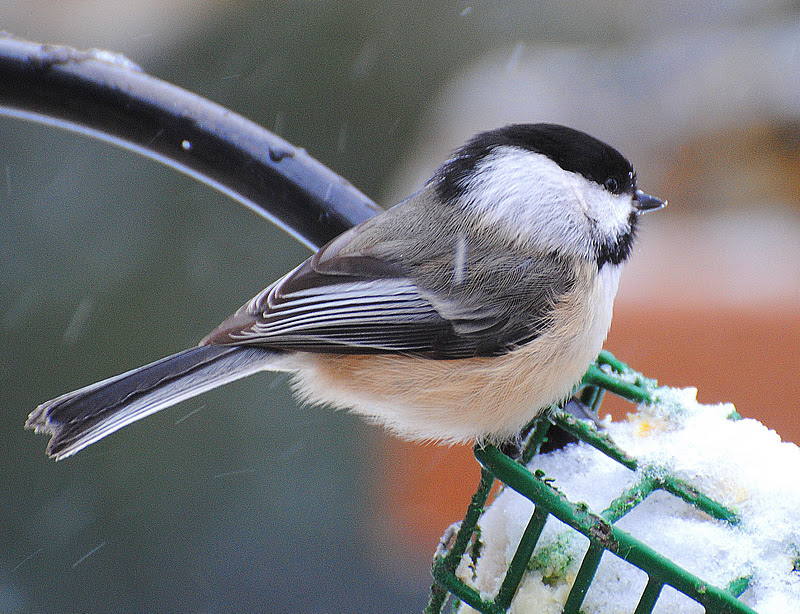 BARRY the BIRDER: Chickadees mate with Titmice - who knew?