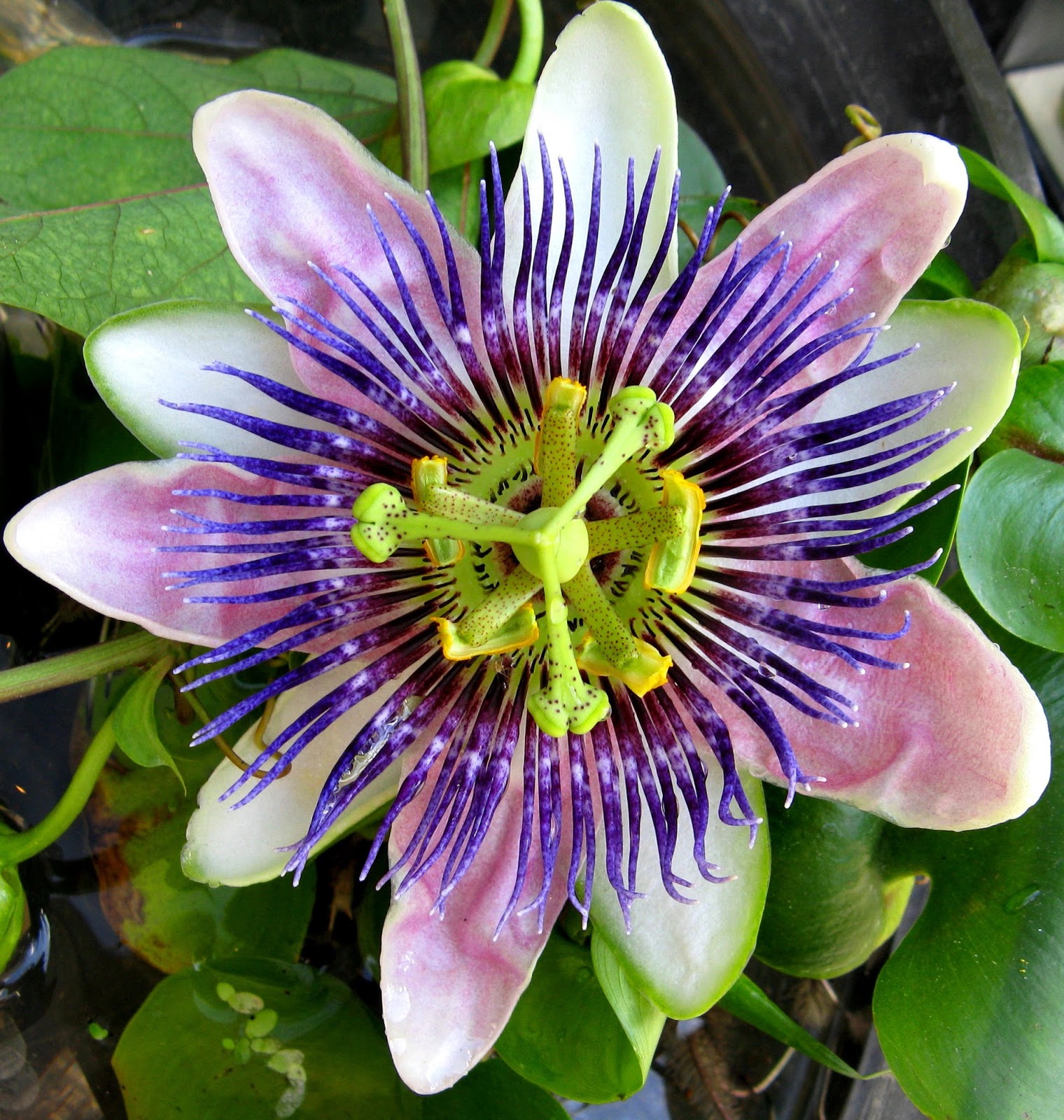 Beauty of Nature : Passiflora (Passion Flowers) Can it calm your mind?