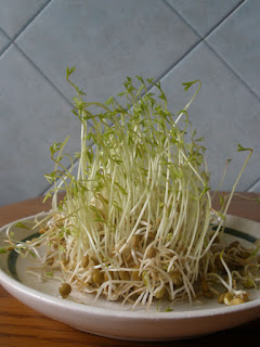 Como hacer germinados en casaJesús E. Mamés - Naturopatía