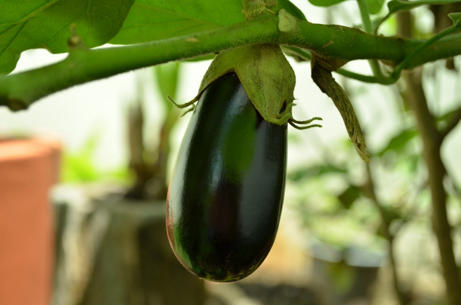 Mon Belle Jardin: Beringela