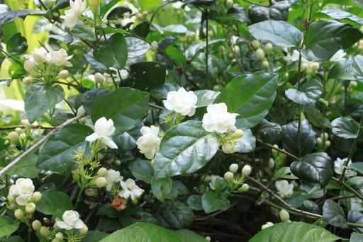 Types Of Jasmine Flower Plants