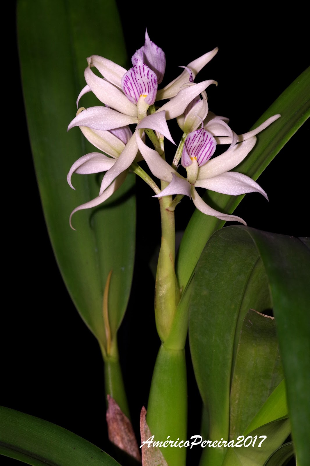 Orquídeas soltas: Prosthechea fragrans