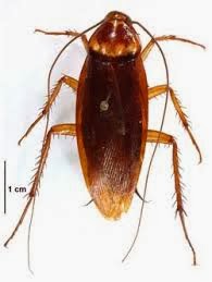 20 Fakta Menarik Tentang Lipas - Berita Pantas