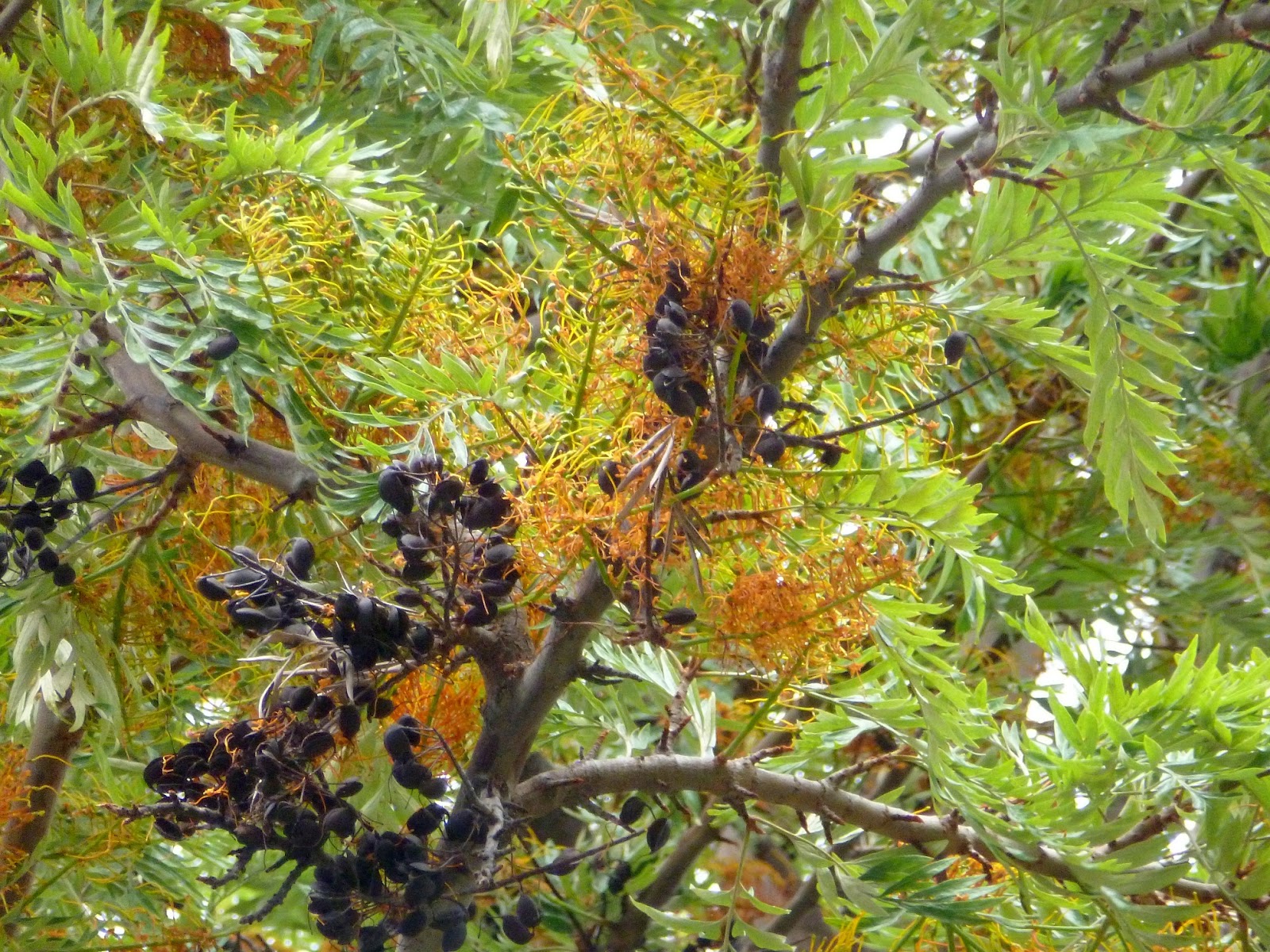 Árboles con alma: Roble australiano (Grevillea robusta)
