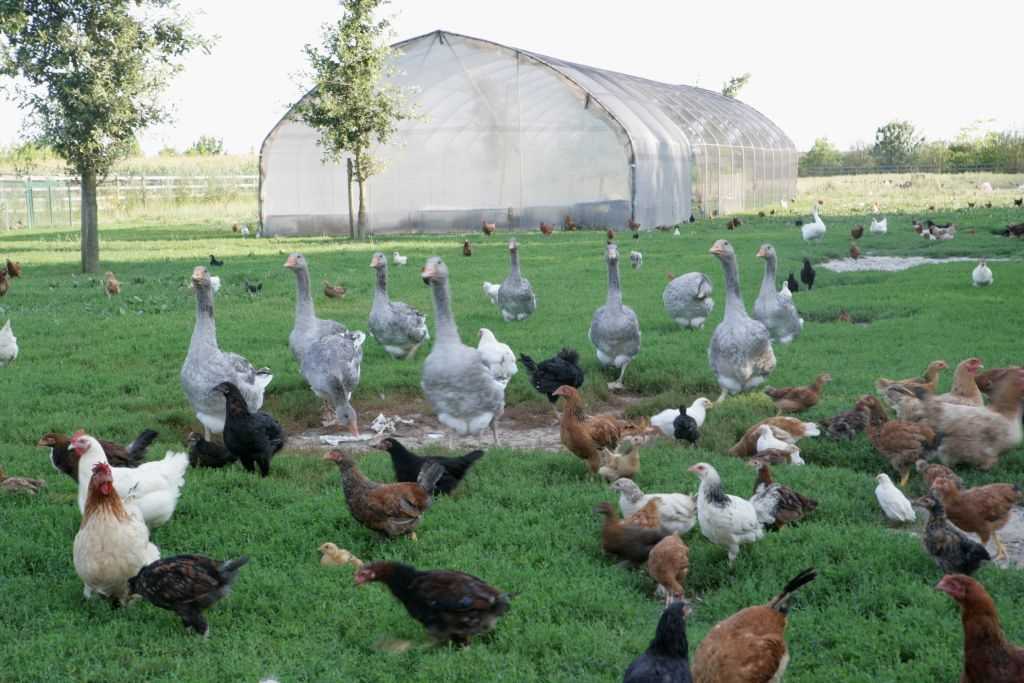 paghahayupan - philippin news collections