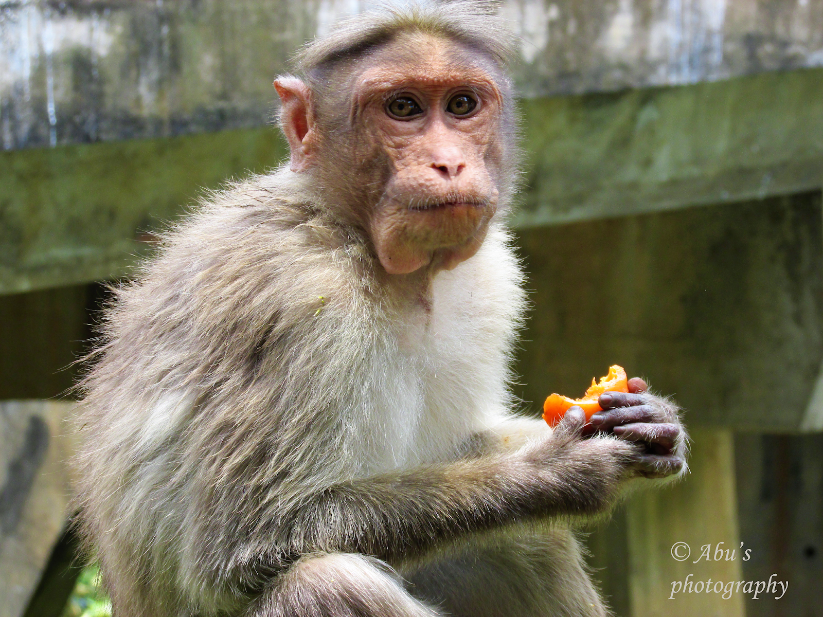 Monkey loves oranges | Abu's Photography