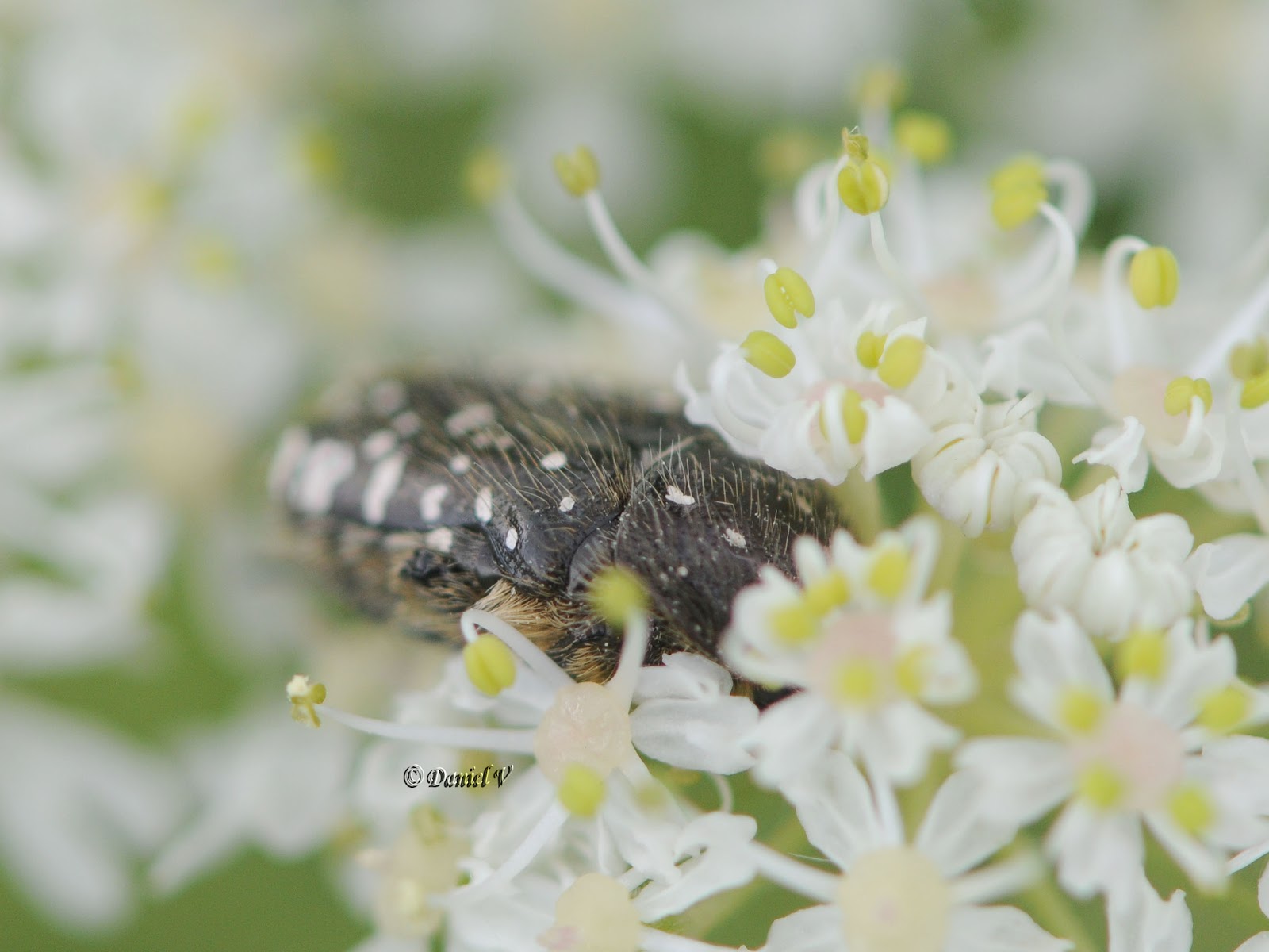 Macrophoto plaisir passion: Le Drap mortuaire, Oxythyrea funesta et ...