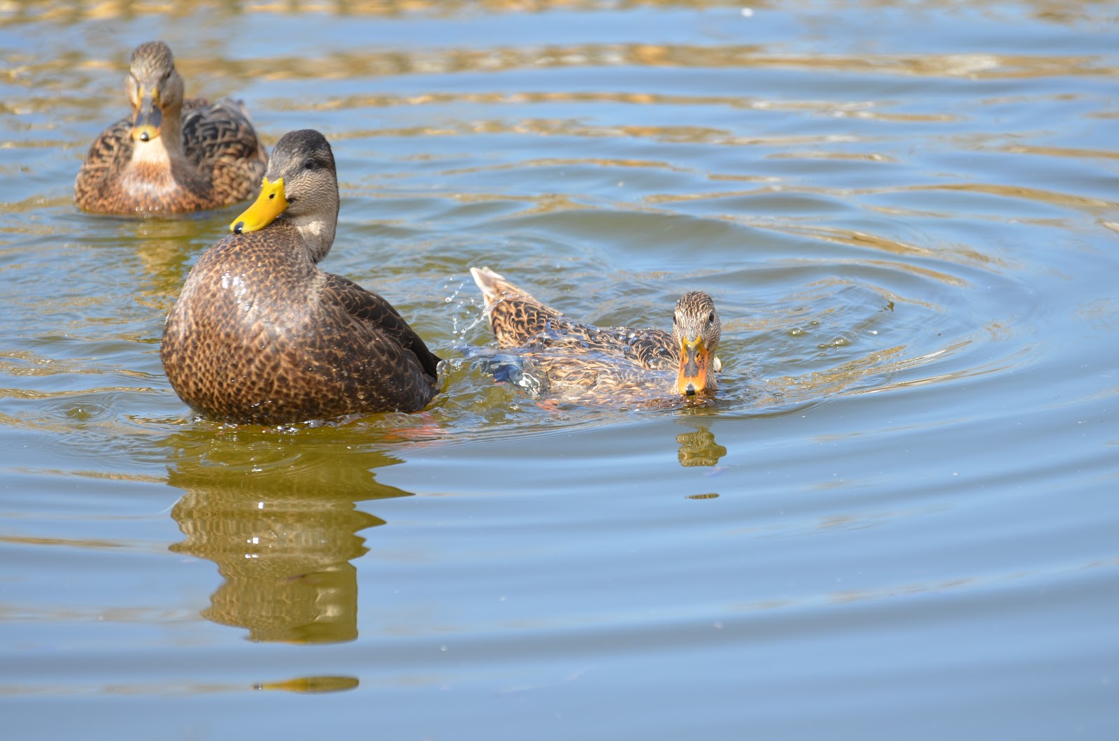 Urban Wildlife Guide: Duck Romance