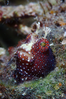 Real Monstrosities: The Blenny in His Den-ny