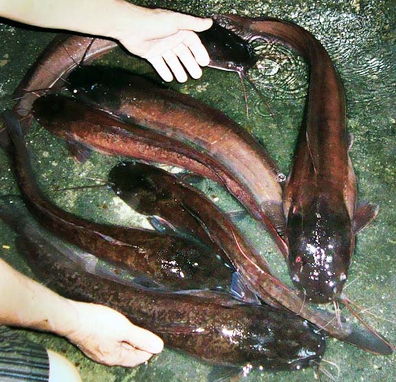 Living with Nature - School on Blog by Dr. Abercio V. Rotor: Pet Hito