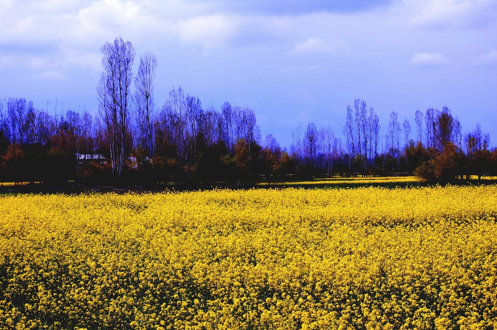 CHINAR SHADE : MUSTARD FLOWERS BLOOM IN SPRING SEASON OF KASHMIR