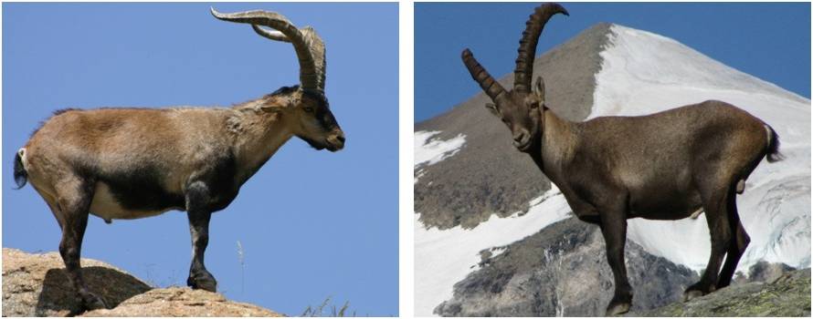 REVERDECE: Después del oso, la cabra montés regresa a los Pirineos ...