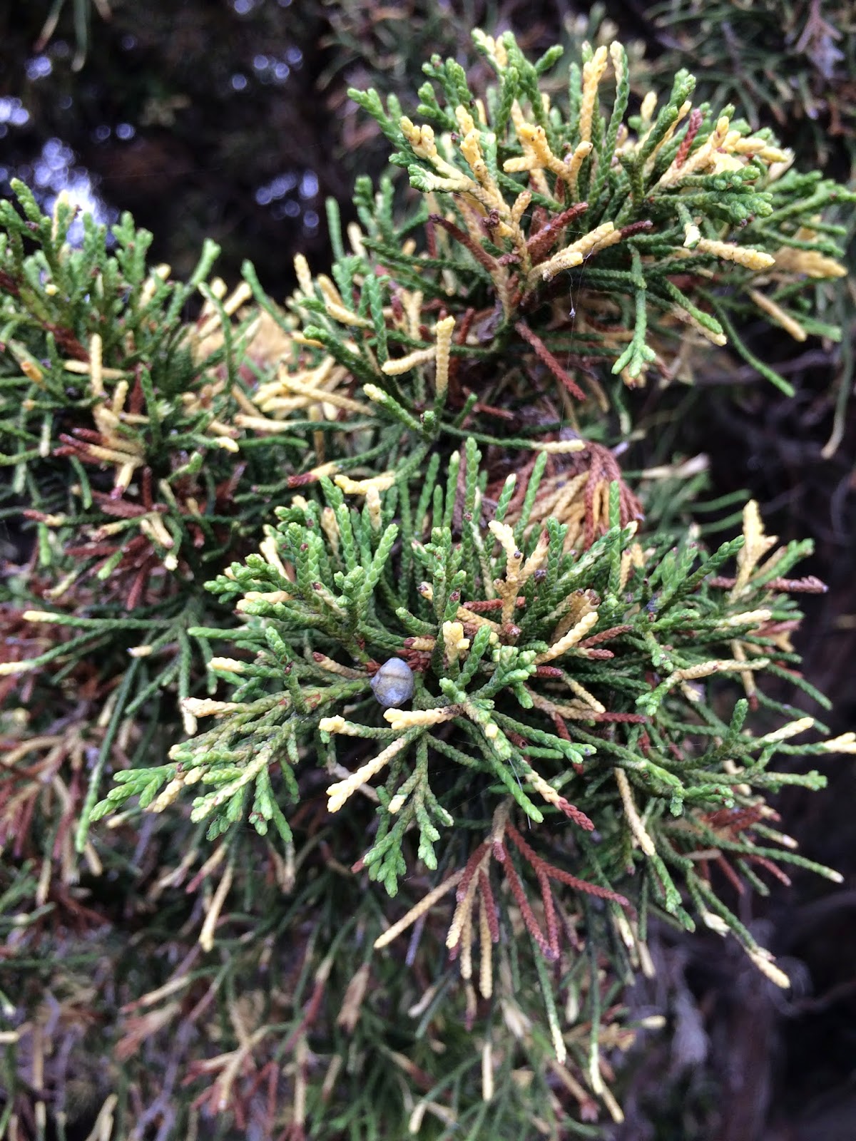 Trees of Santa Cruz County: Juniperus chinensis 'Kaizuka Variegata ...