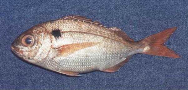 método de la ciencia 2014: Fisiología de un pez