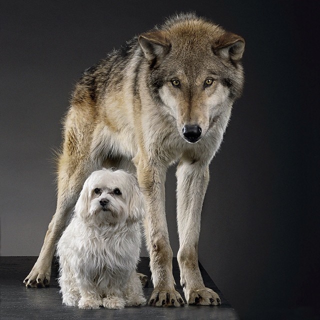 Alpha: ¿La historia real de la domesticación de los perros?