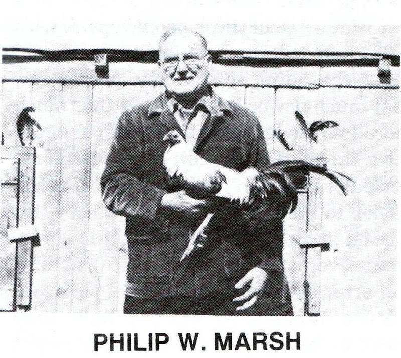 Vietnamese Gamefowl Foundation: Lịch Sử Những Dòng Gà Hoa Kỳ