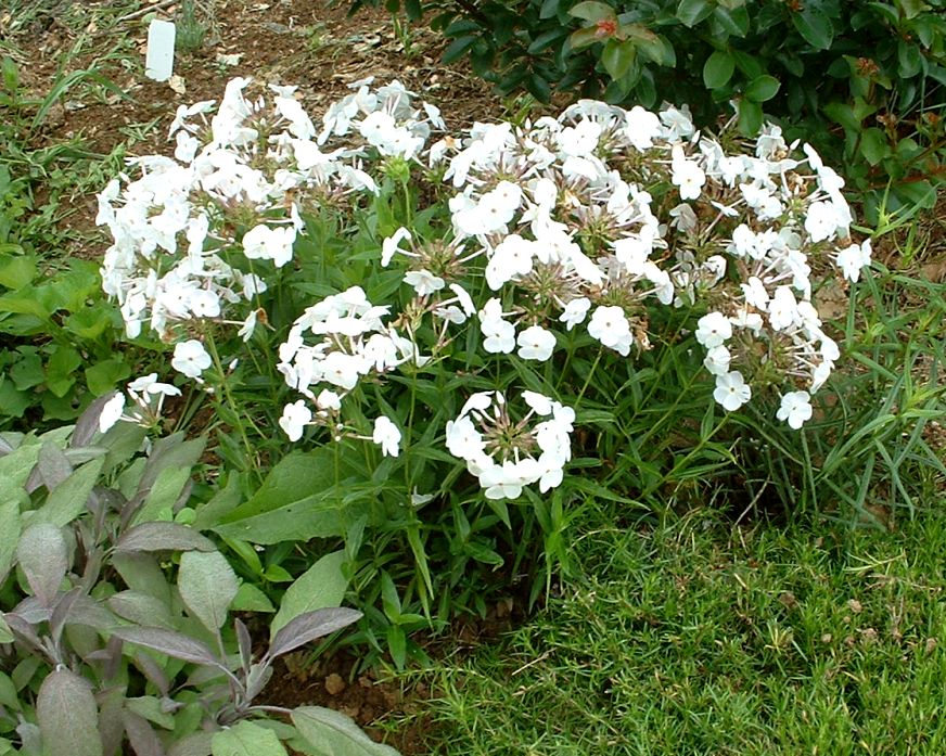 Mid-Atlantic Plant Research Center: Phlox 'Minnie Pearl'