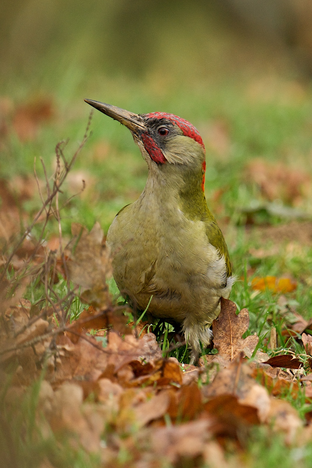 Andoni Ruiz Etxeberria: Soro zuri. Biodiversidad