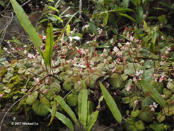 The rainforests of Borneo & Southeast Asia: Sandstone mountain of ...