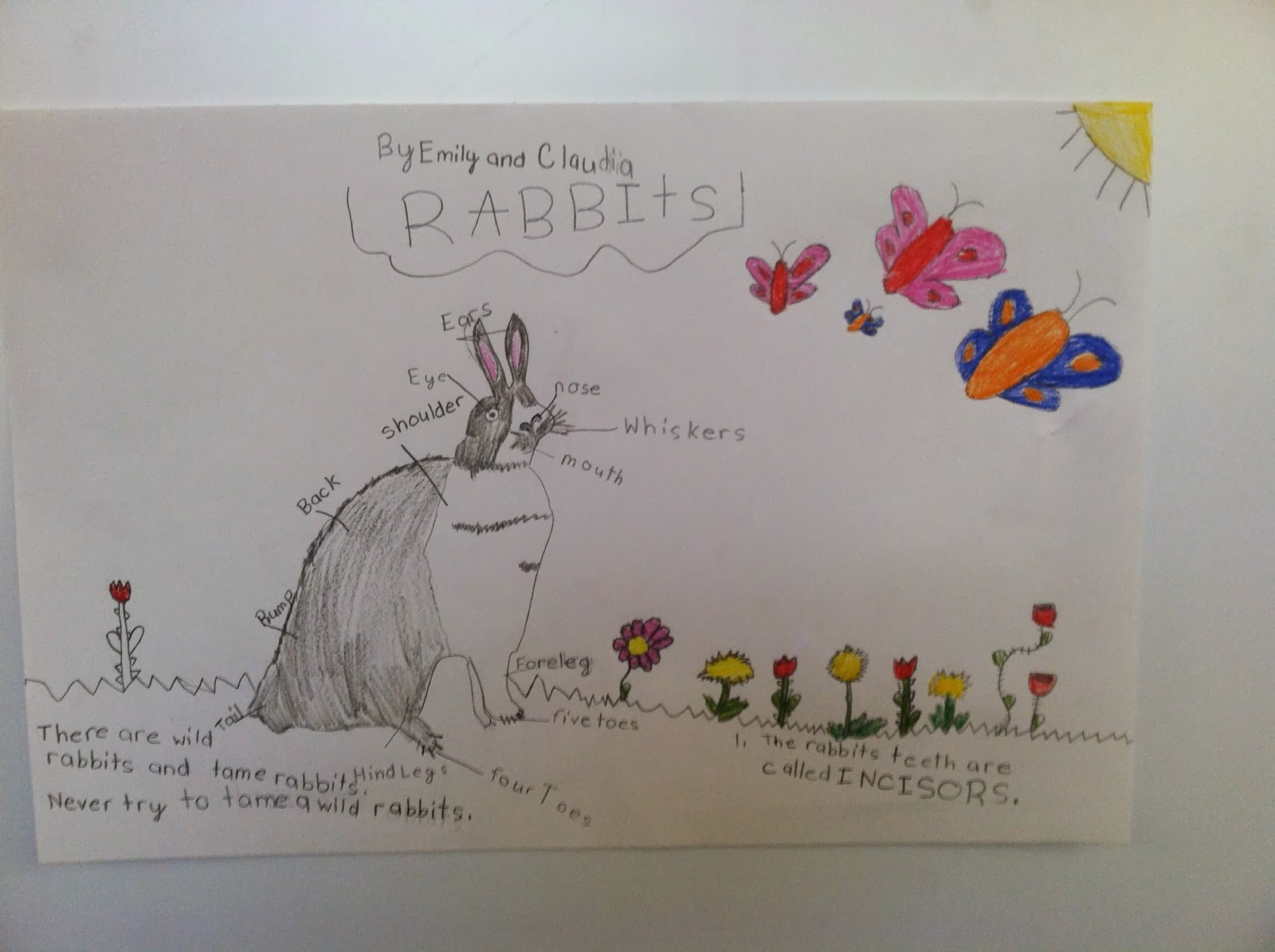 Teaching Twins: Non-Fiction with Gail Gibbons