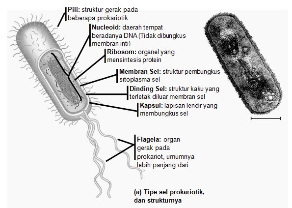 Pengertian Sel Prokariotik Dan Sel Eukariotik