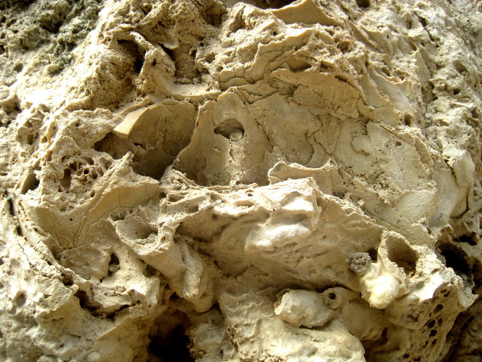 Biodiversity of Cyprus by NGO Protection of the Natural Heritage and ...