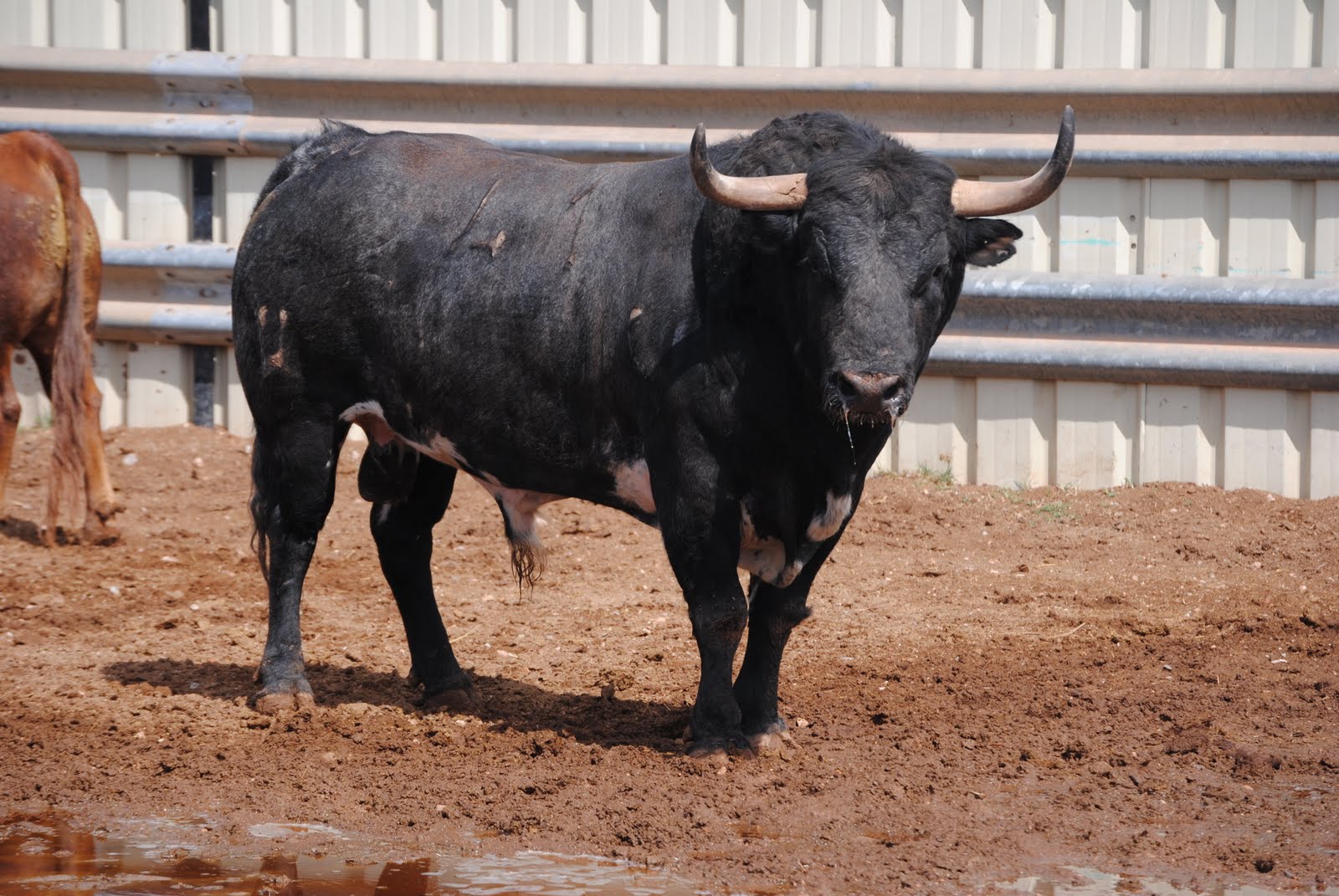 ESPAI TAURÍ: Penya Gent Jove. Museros