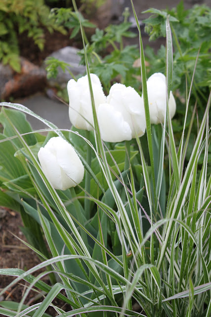 Nina i Paradiset: Planter for salg!