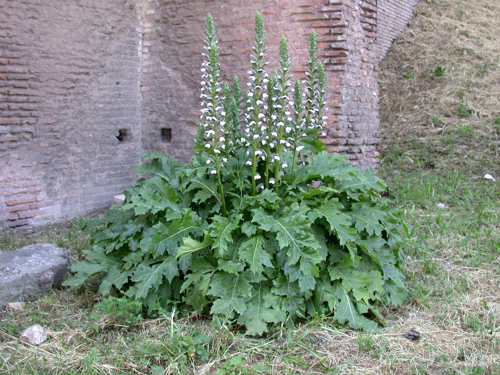 Genere di erbacee (Acanthus) perenni delle Acantacee diffuse ...