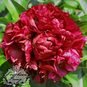 Southern Peony: Photos E-K
