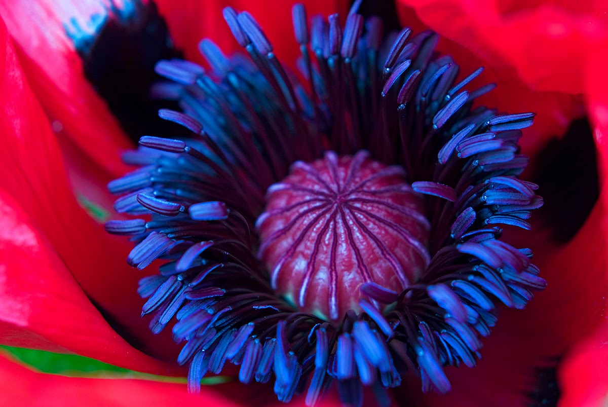 SILVERTREEDAZE: POST-BELLUM POPPYCOCK