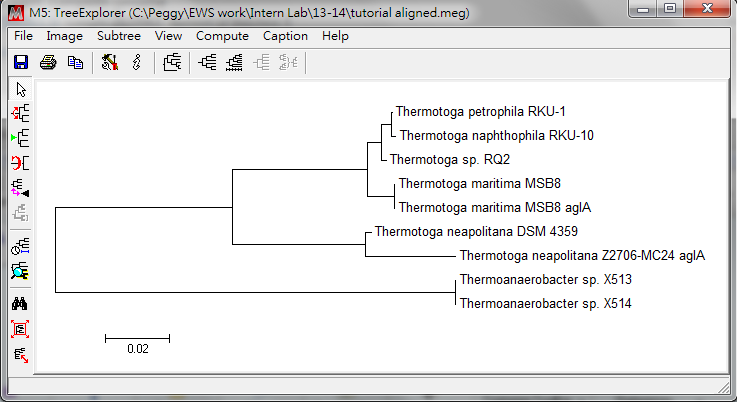 Peggy's Intern Diary: Tutorial: A Phylogenetic Tree with MEGA 5