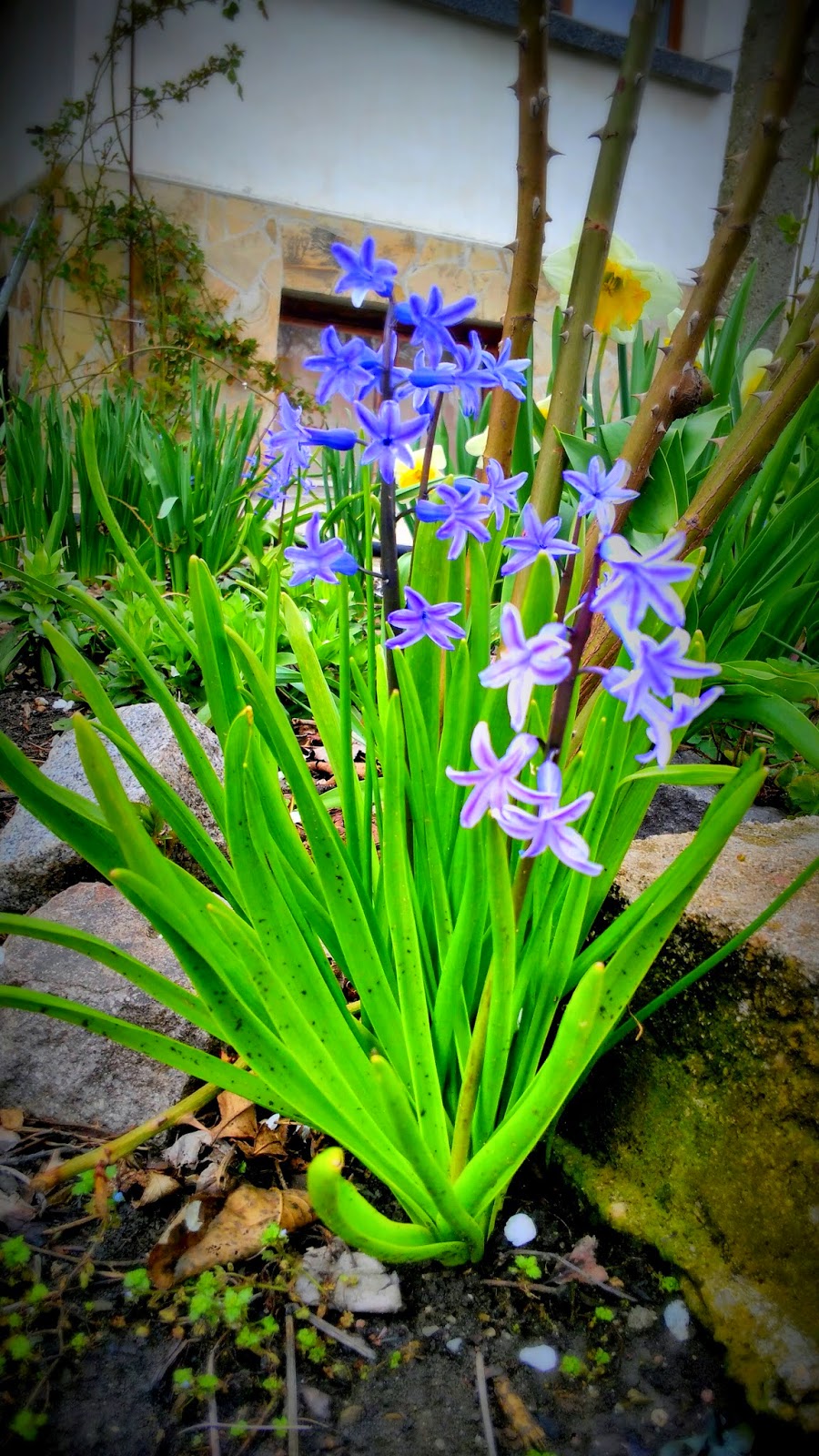 The Amazing Nature: Spring Flowers