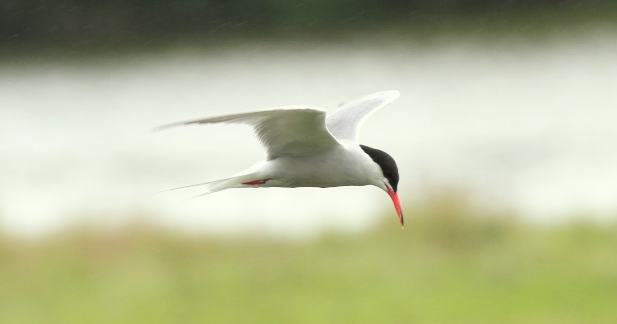 Boatbirder.com: Barren Spell